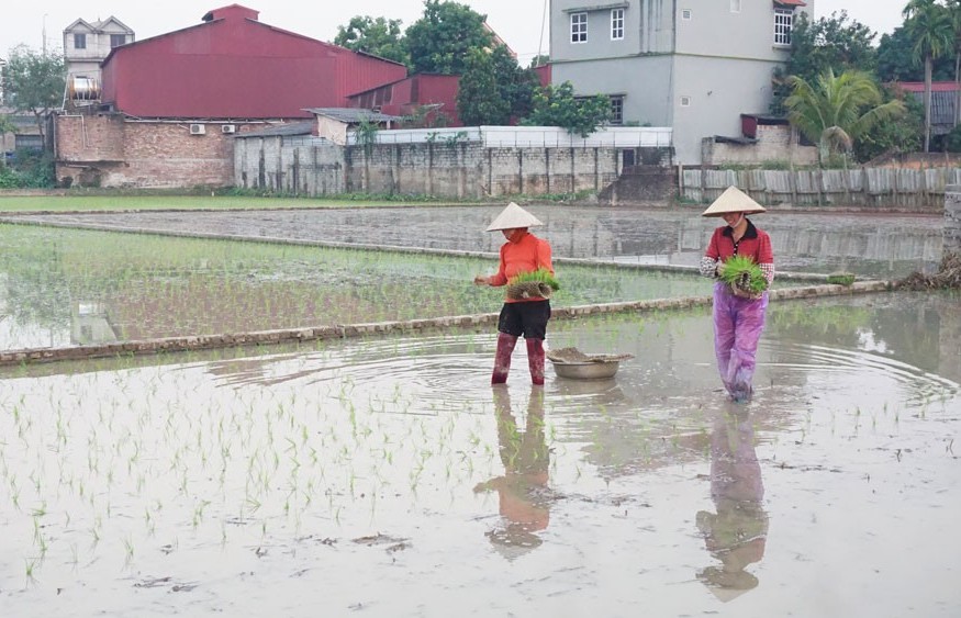 Các địa phương thường xuyên cử cán bộ hướng dẫn bà con chăm sóc lúa Xuân